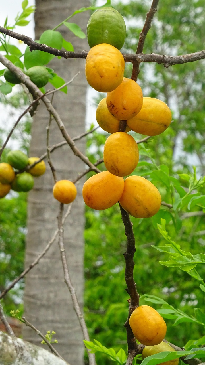 Plum Fruits Food - Free photo on Pixabay - Pixabay