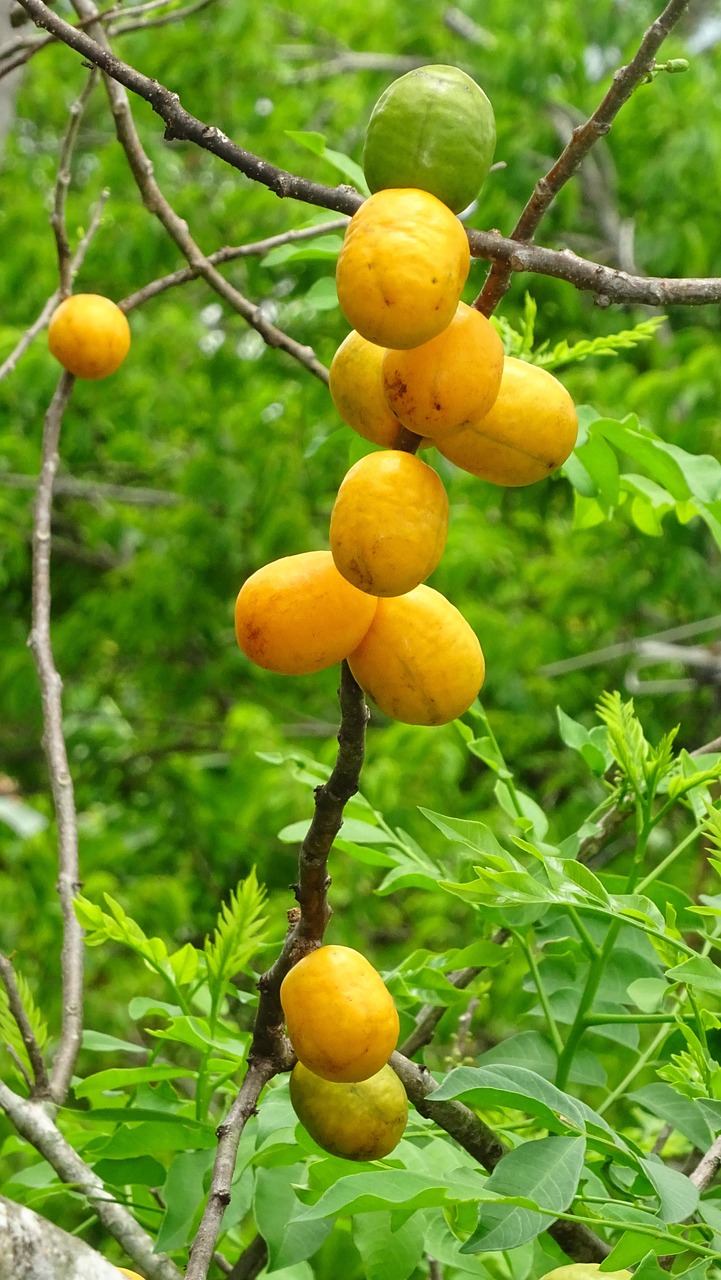 Plum Fruits Food - Free photo on Pixabay - Pixabay