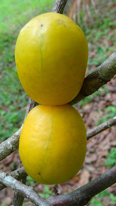 Yellow Plum Plums - Free photo on Pixabay