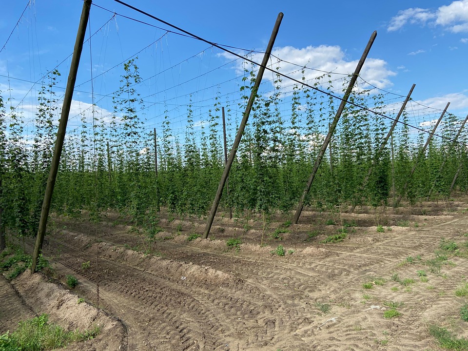 Hop Plantation - Free photo on Pixabay - Pixabay