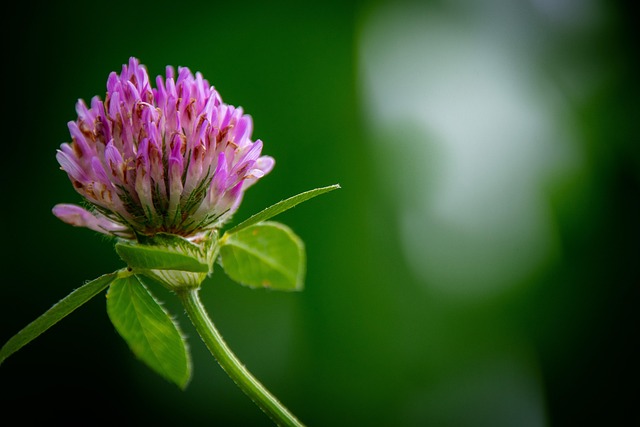 Red Clover Movie
