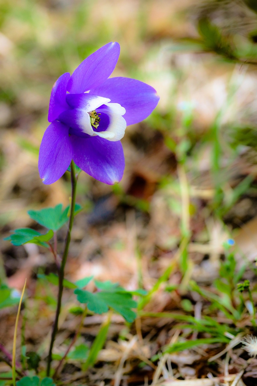 Sky Hawk Claw Aquilegia Japonica - Free photo on Pixabay