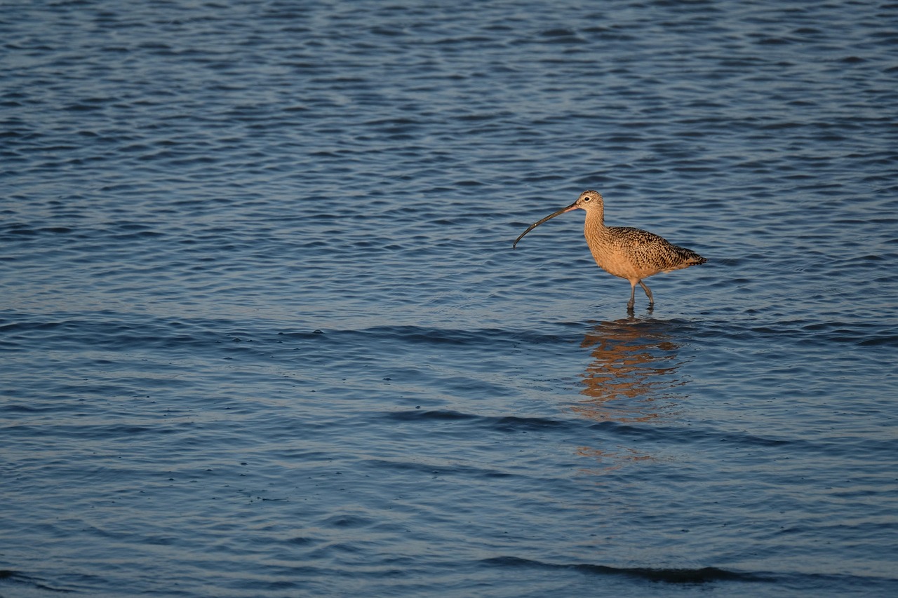 100+ Free Curlew & Bird Images - Pixabay