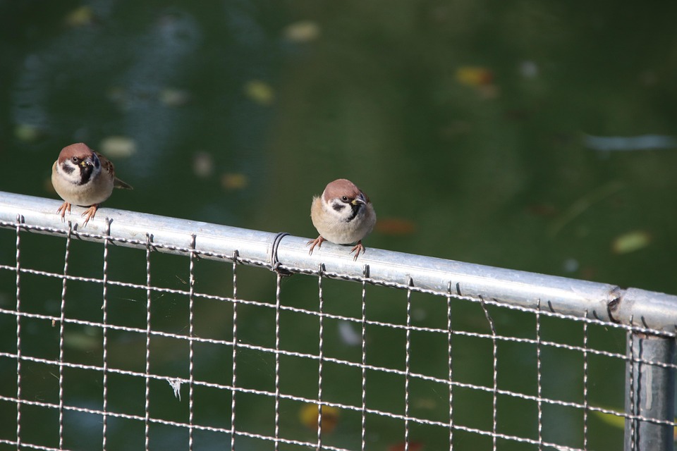 Burung-Burung Burung Pipit - Foto gratis di Pixabay