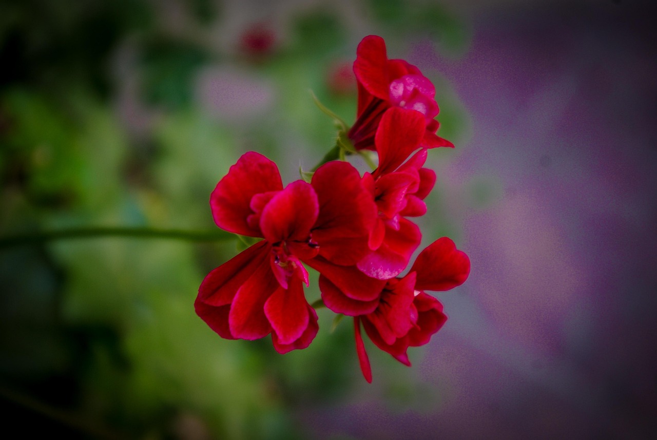Bunga Mekar Alam - Foto gratis di Pixabay - Pixabay