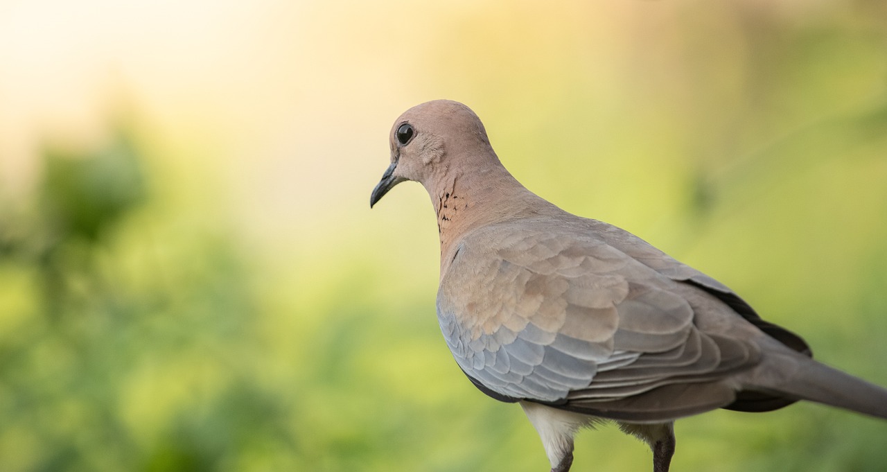 Laughing Dove Pigeon - Free photo on Pixabay - Pixabay