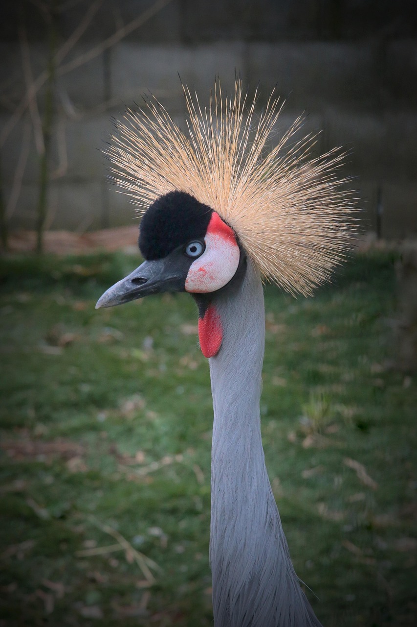 1,000+ Free Crane Bird & Bird Images - Pixabay