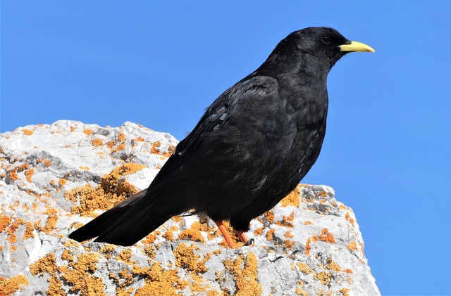 Alpine Jackdaw Bird Stone - Free photo on Pixabay - Pixabay