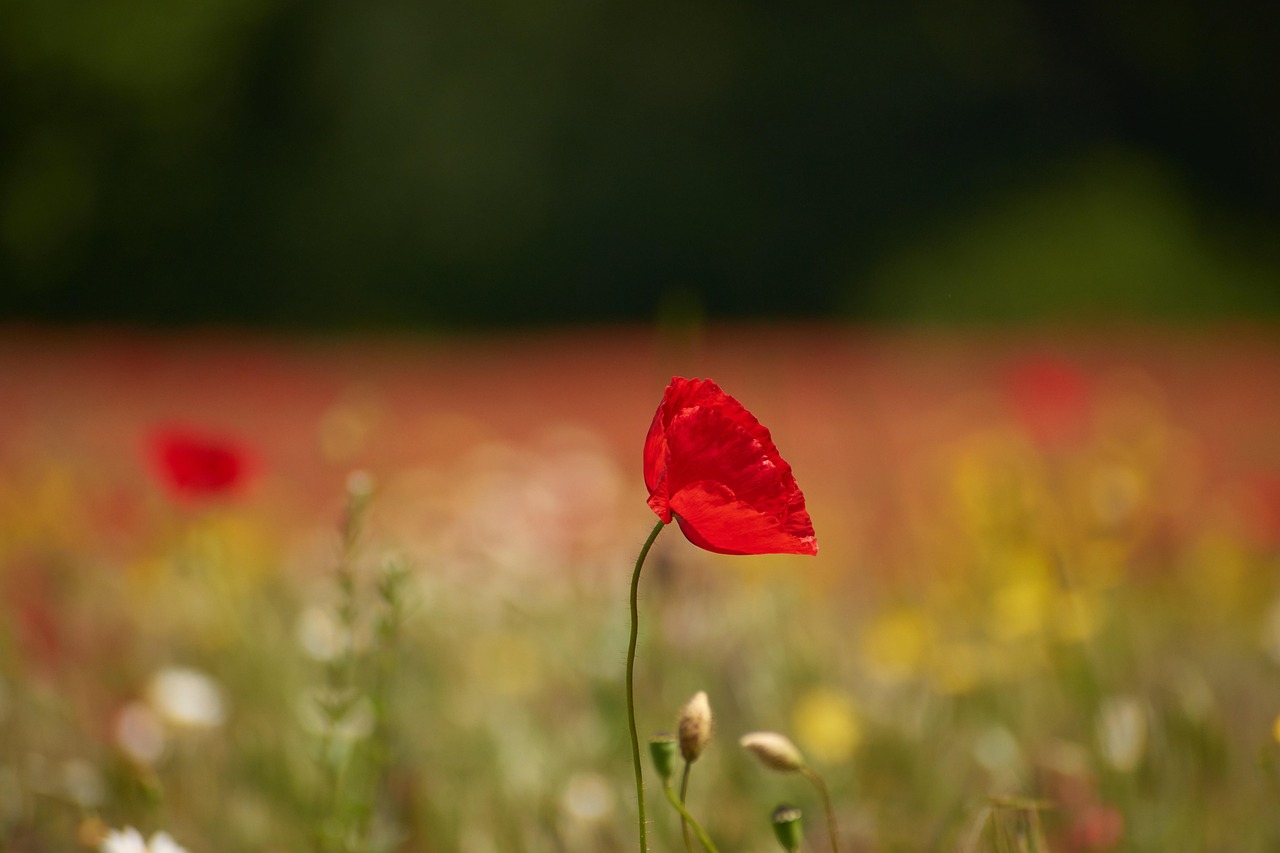 Fleur Coquelicot Sur Le Terrain - Photo gratuite sur Pixabay - Pixabay