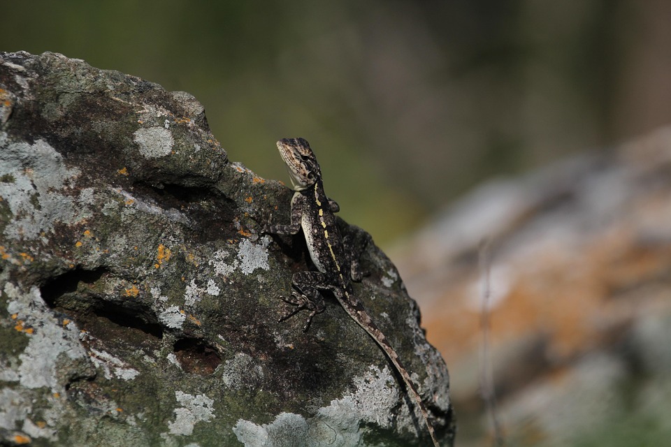 Lizard Reptile Scaly - Free photo on Pixabay - Pixabay