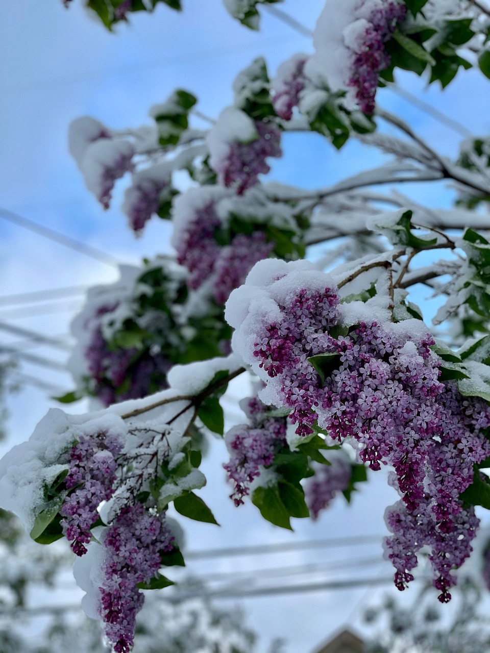 Fleurs Des Arbres Neige - Photo gratuite sur Pixabay