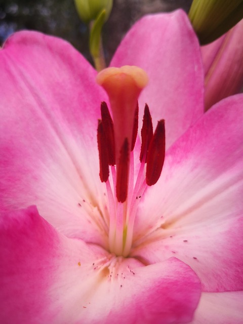 Stamen Pistil Petals - Free photo on Pixabay - Pixabay