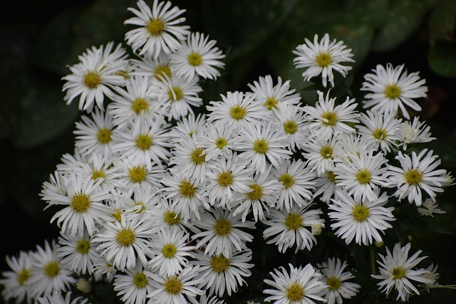 Asters Flower Garden White - Free photo on Pixabay