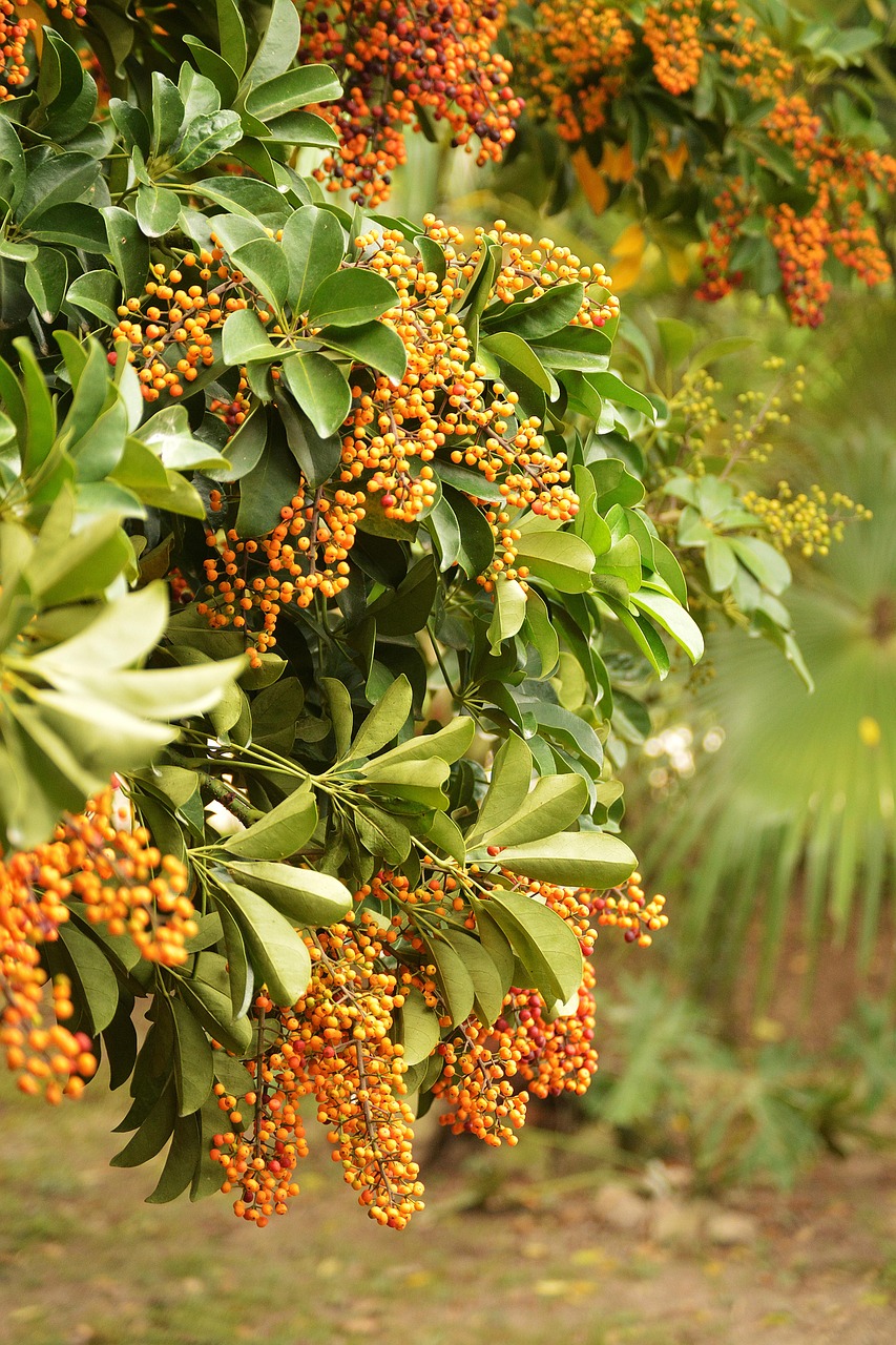 Nature Plantes Botanique - Photo gratuite sur Pixabay - Pixabay