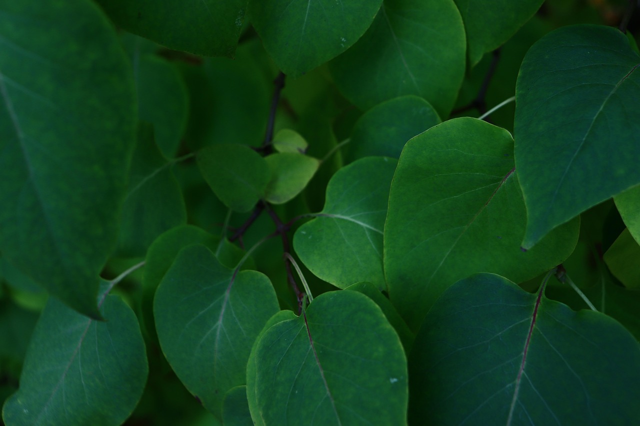 Leaves Foliage Plants - Free photo on Pixabay