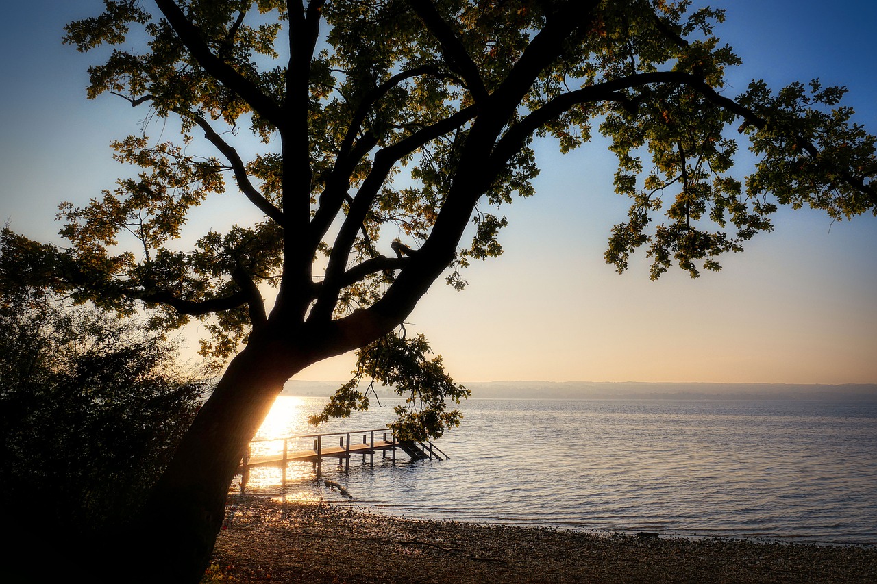 Tree Sunset Riverbank - Free photo on Pixabay - Pixabay
