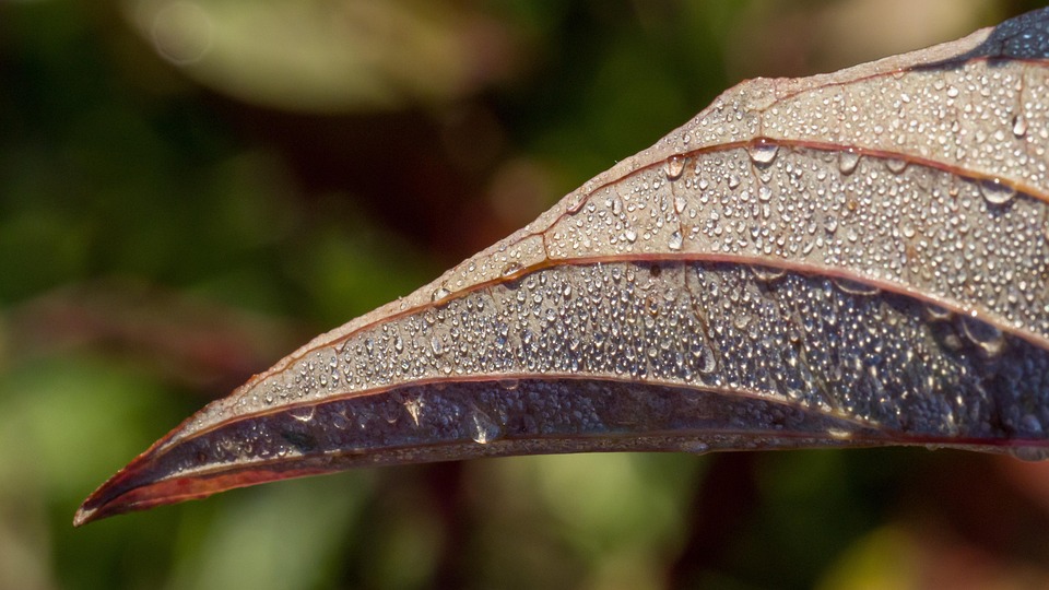 Feuille Botanique Plantes - Photo gratuite sur Pixabay - Pixabay
