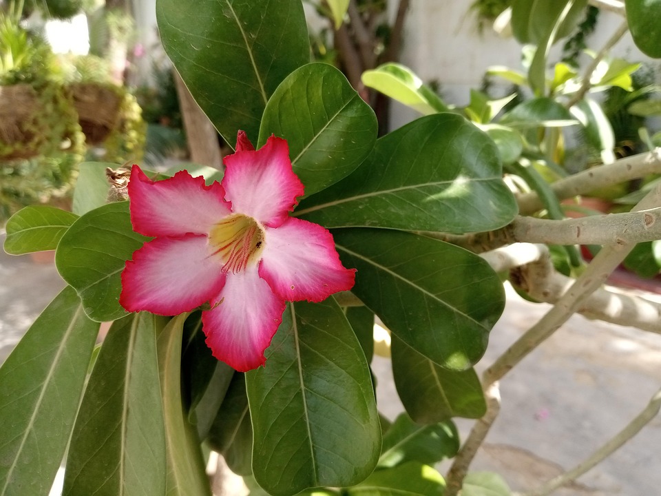 Adenium Obesum Desert Rose Flora - Free photo on Pixabay - Pixabay