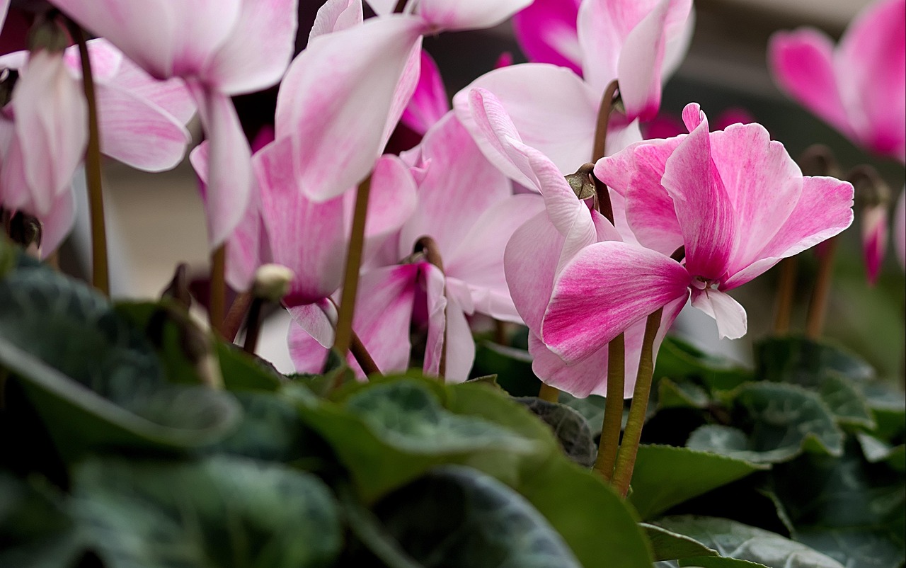 Flowers Cyclamen Flora - Free photo on Pixabay - Pixabay