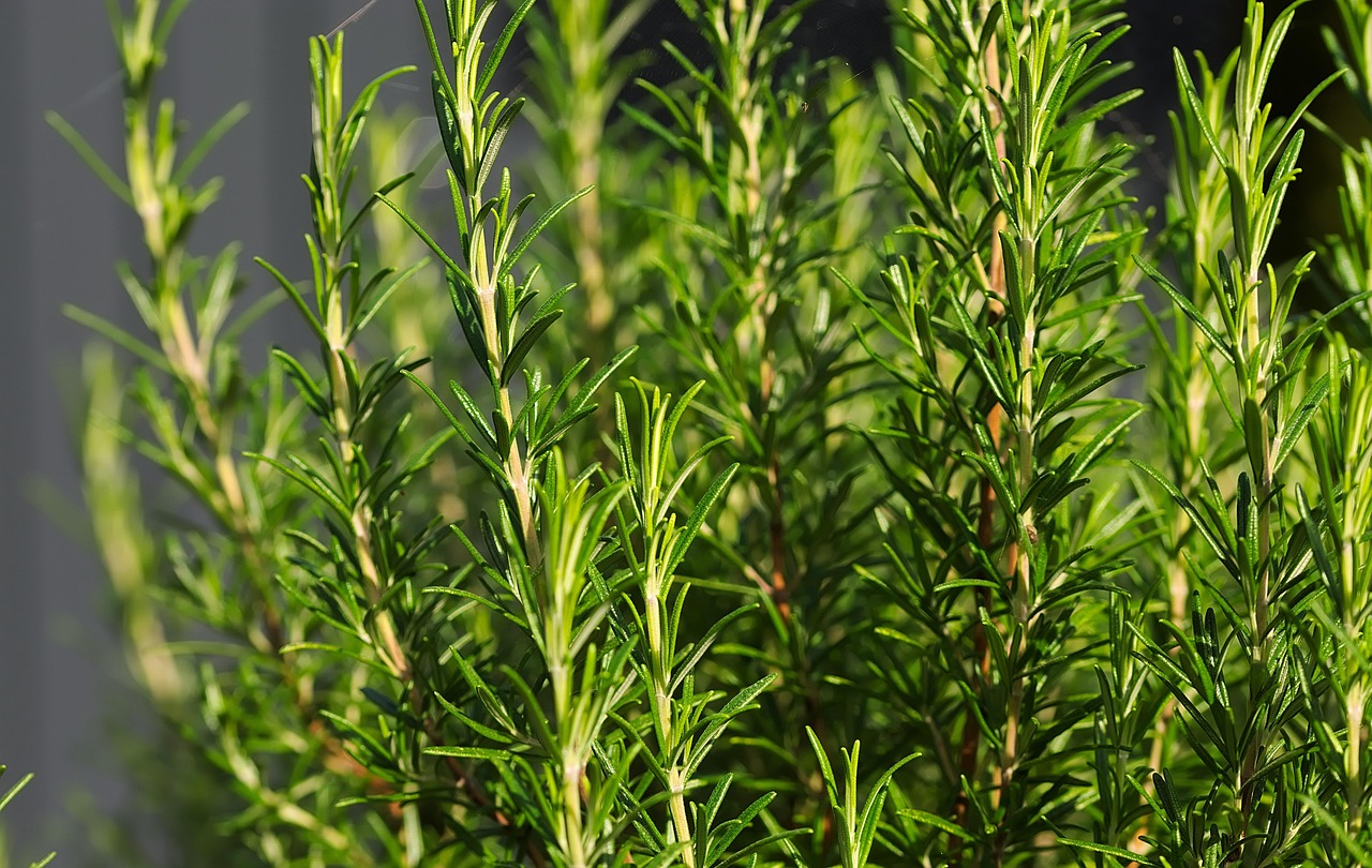 Page 2 - 40,000+ Free Vögel 4K & 4K Wallpaper Images - Pixabay