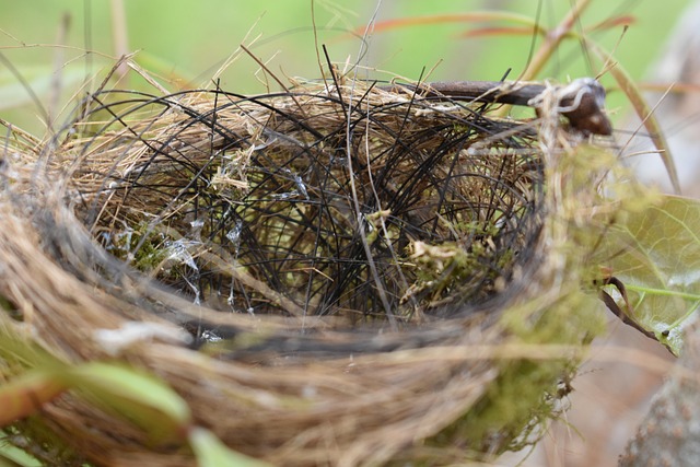 Bird Nest Habitat - Free photo on Pixabay