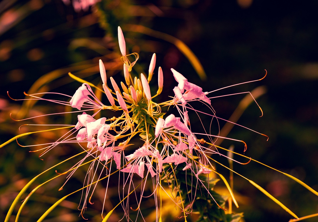 Flores Natureza Jardim - Foto gratuita no Pixabay - Pixabay