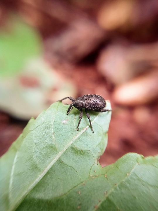 Boll Weevil Insect Beetle - Free photo on Pixabay
