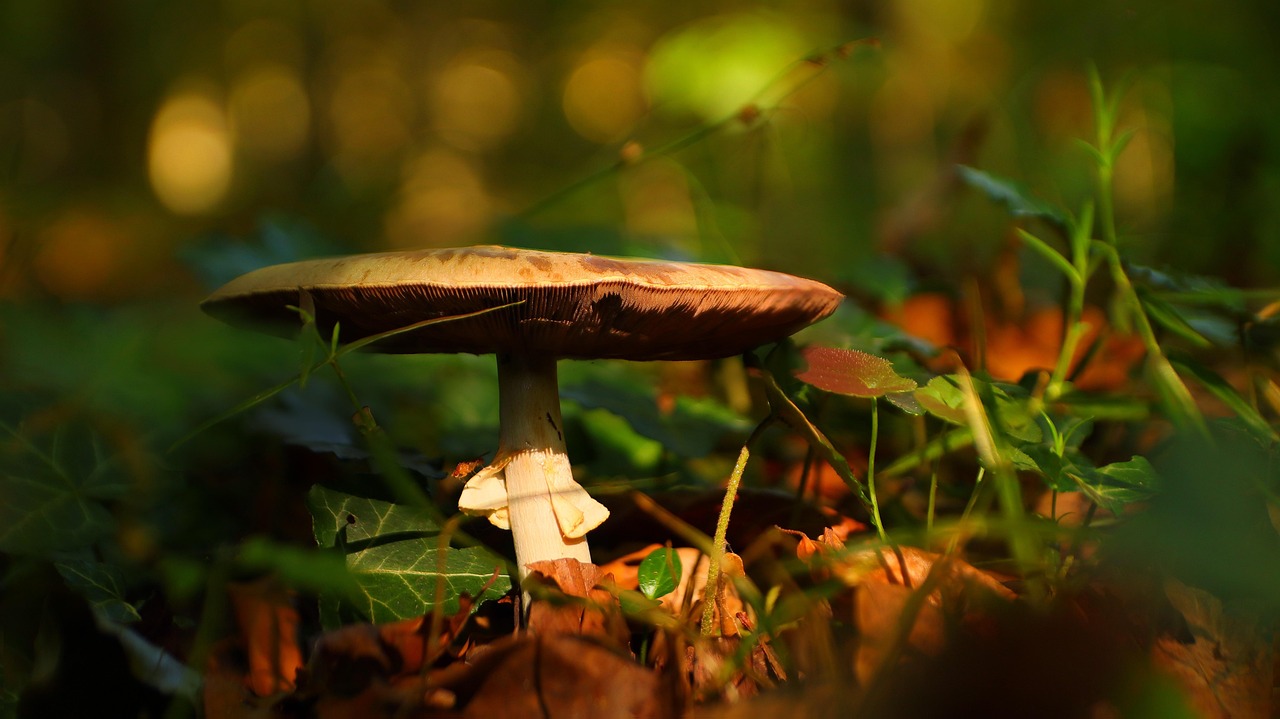 蘑菇 植物 毒菌 - Pixabay上的免费照片 - Pixabay