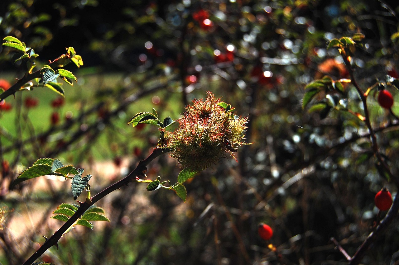 Plantes Nature Botanique - Photo gratuite sur Pixabay - Pixabay