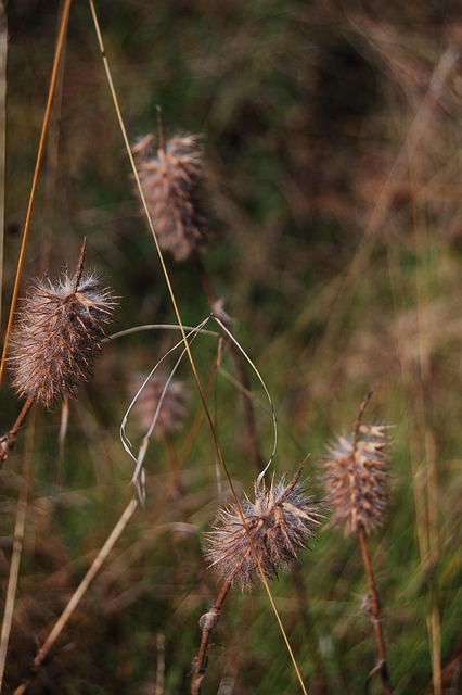 Bunga Runcing Rumput Kering Padang - Foto gratis di Pixabay - Pixabay
