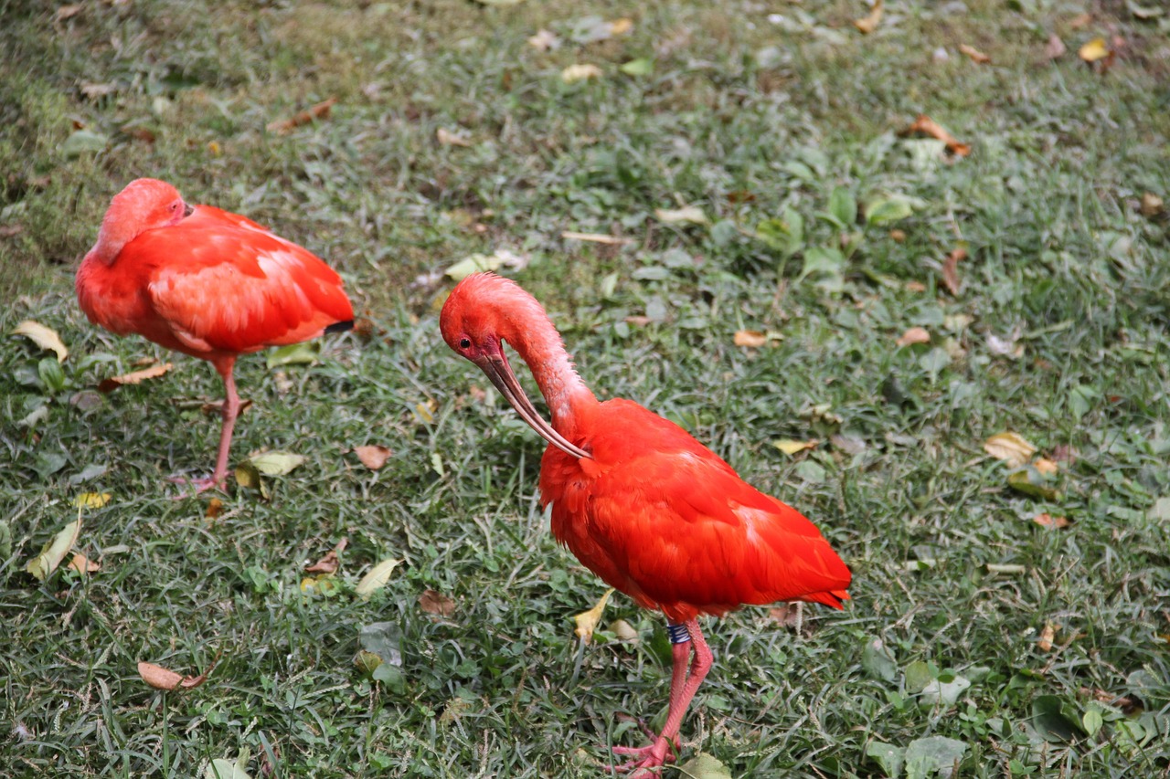 Scarlet Ibis Birds Animals - Free photo on Pixabay - Pixabay