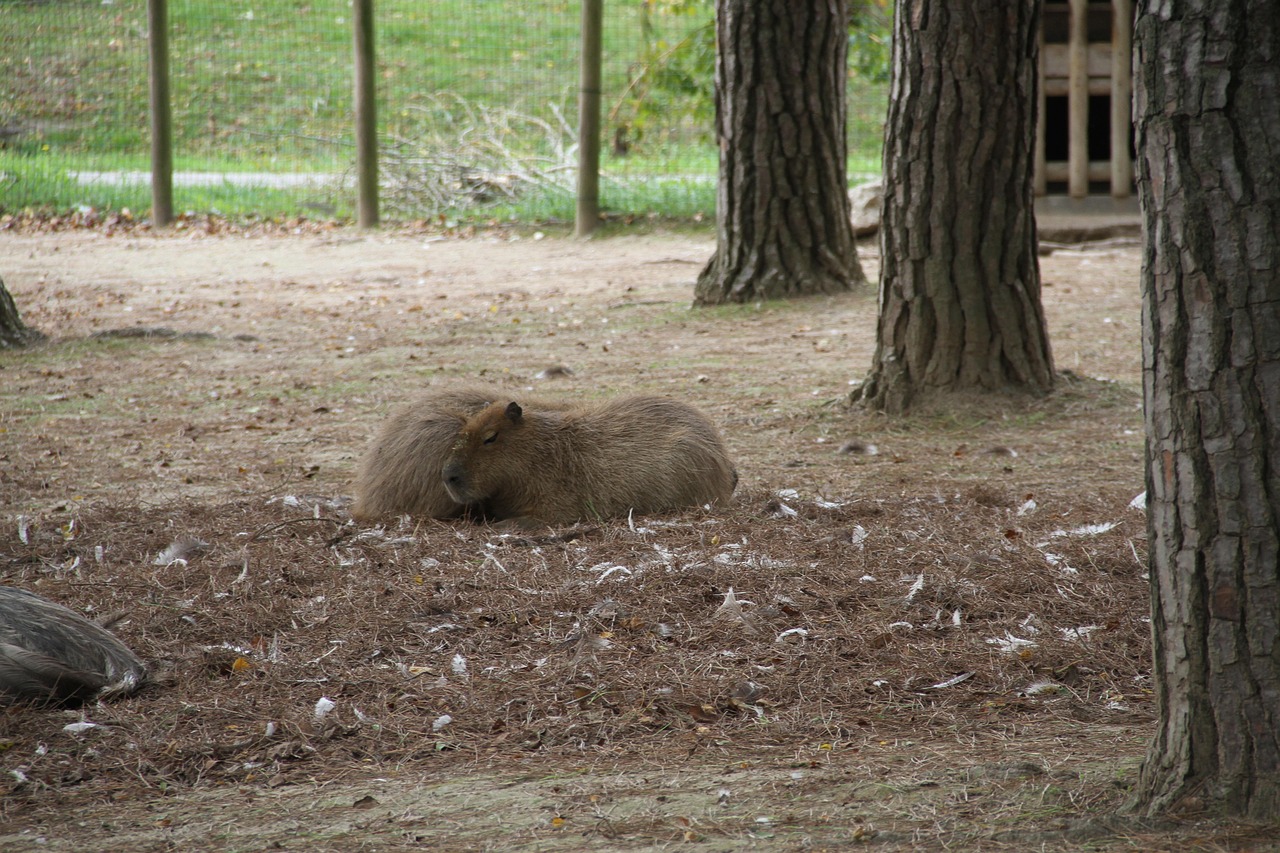 Tier Capybara Nagetier - Kostenloses Foto auf Pixabay - Pixabay