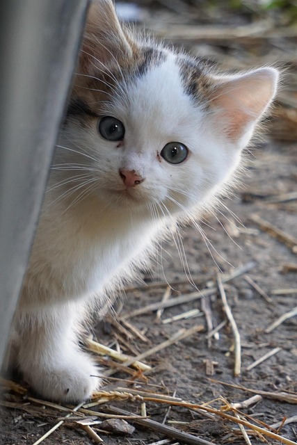 Cat Kitten Pet Young - Free photo on Pixabay