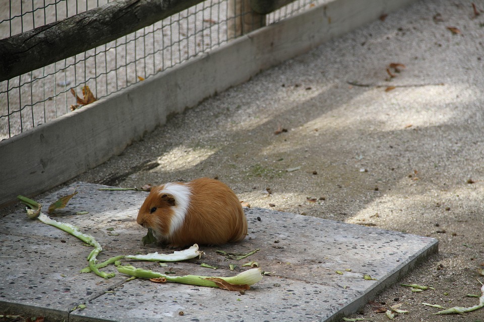 Guinea Pig Rodent Animal - Free photo on Pixabay