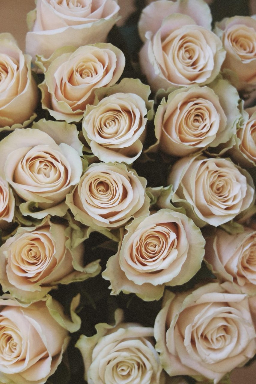 Des Roses Fleurs Fleur De Rose - Photo gratuite sur Pixabay - Pixabay