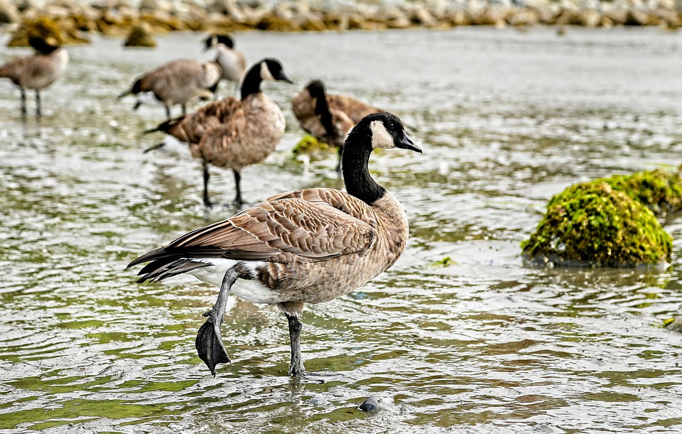 Gansos Aves Animales - Foto gratis en Pixabay - Pixabay