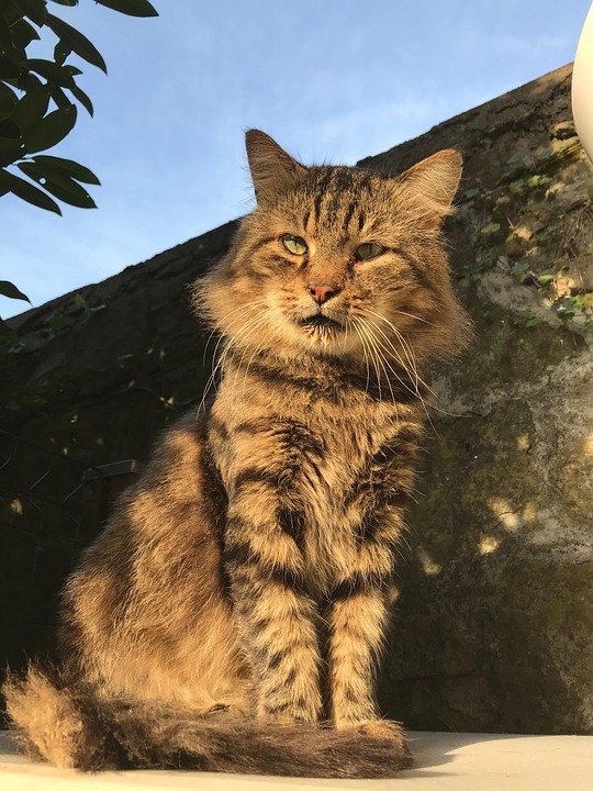 Cat Feline Tiger - Free photo on Pixabay - Pixabay