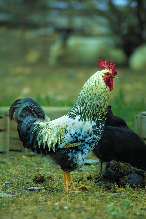 Rooster Chicken Poultry - Free photo on Pixabay