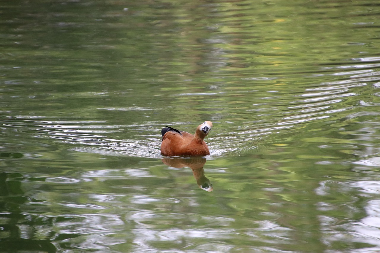 Ruddy Shelduck Duck Lake Water - Free photo on Pixabay - Pixabay
