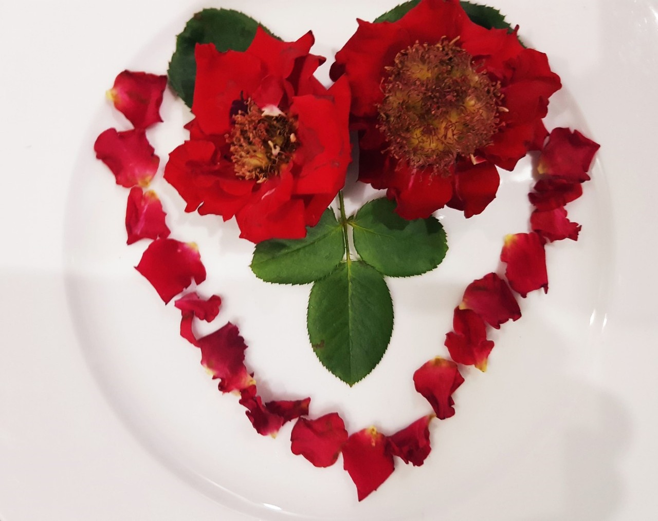 Rose Blume Herz - Kostenloses Foto auf Pixabay