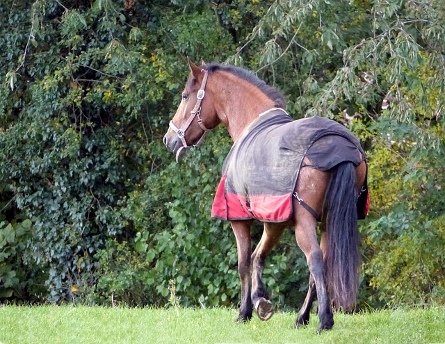 Animal Caballo Mamífero - Foto gratis en Pixabay - Pixabay