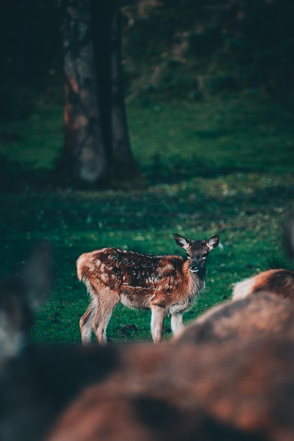 Whitetail Hjort Hodeskalle Tegning 100+] Sjove Hjorte Billeder