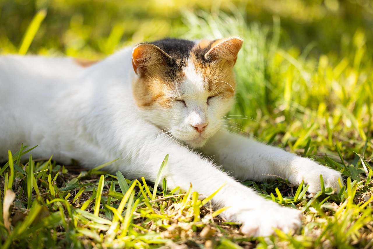 50 000 Free Kitty Cats Cat Images Pixabay 50 000 Free Kitty Cats Cat Images Pixabay