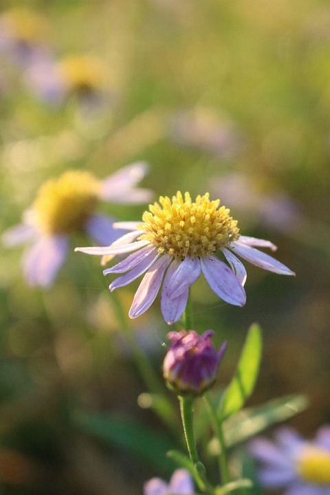 Fleurs Sauvages Prairie - Photo gratuite sur Pixabay - Pixabay