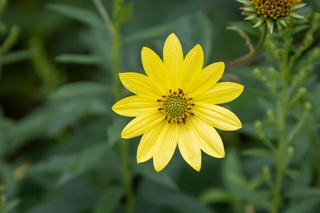 Fleur Jaune Bloom - Photo gratuite sur Pixabay - Pixabay