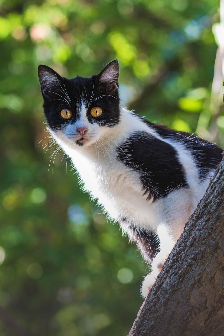 Cat Félin Arbre Animal De - Photo gratuite sur Pixabay - Pixabay