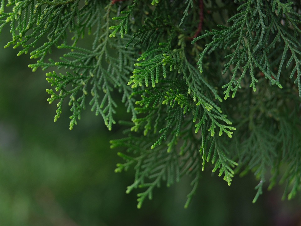 Spruce Leaves Pine Tree Conifer - Free photo on Pixabay