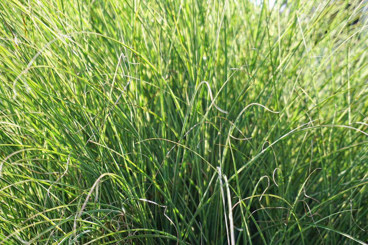 Ornamental Grass Dune China - Free photo on Pixabay