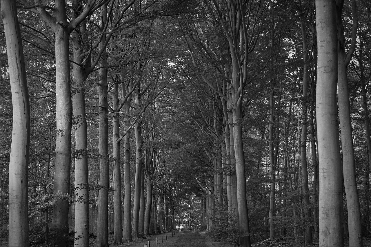Árboles Naturaleza Bosque Al Aire Foto Gratis En Pixabay Pixabay