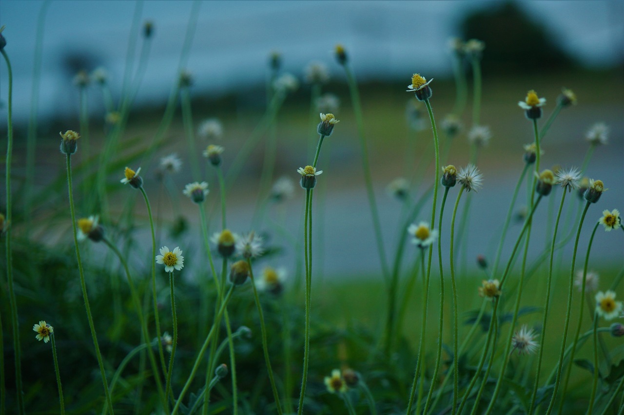 Tridax Daisy Bunga-Bunga Tanaman - Foto gratis di Pixabay - Pixabay